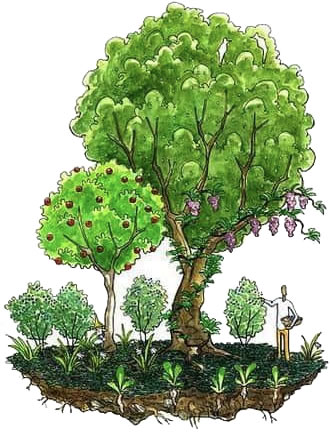 Forêts d'Abondance - En savoir plus